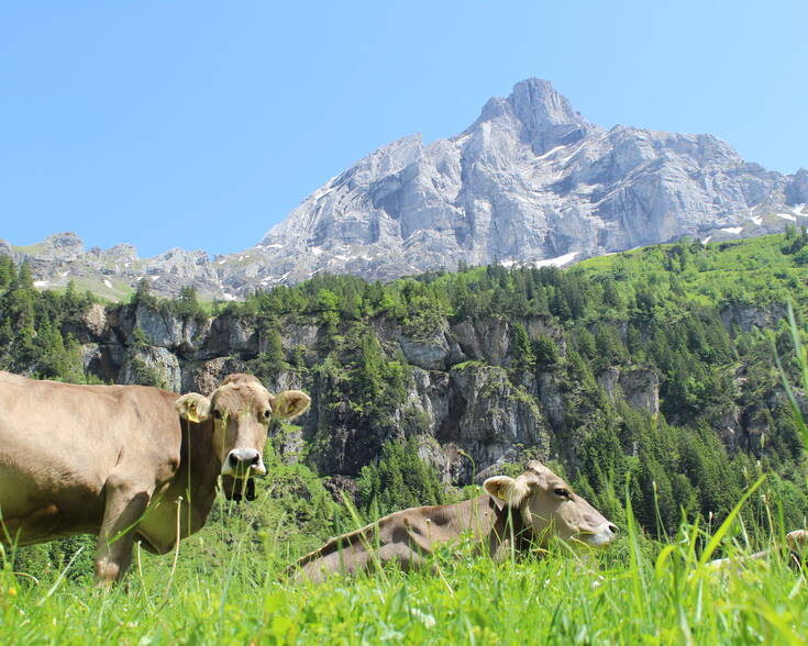 Uri, Vierwaldstättersee, Isenthal 8 | Caritas-Bergeinsatz