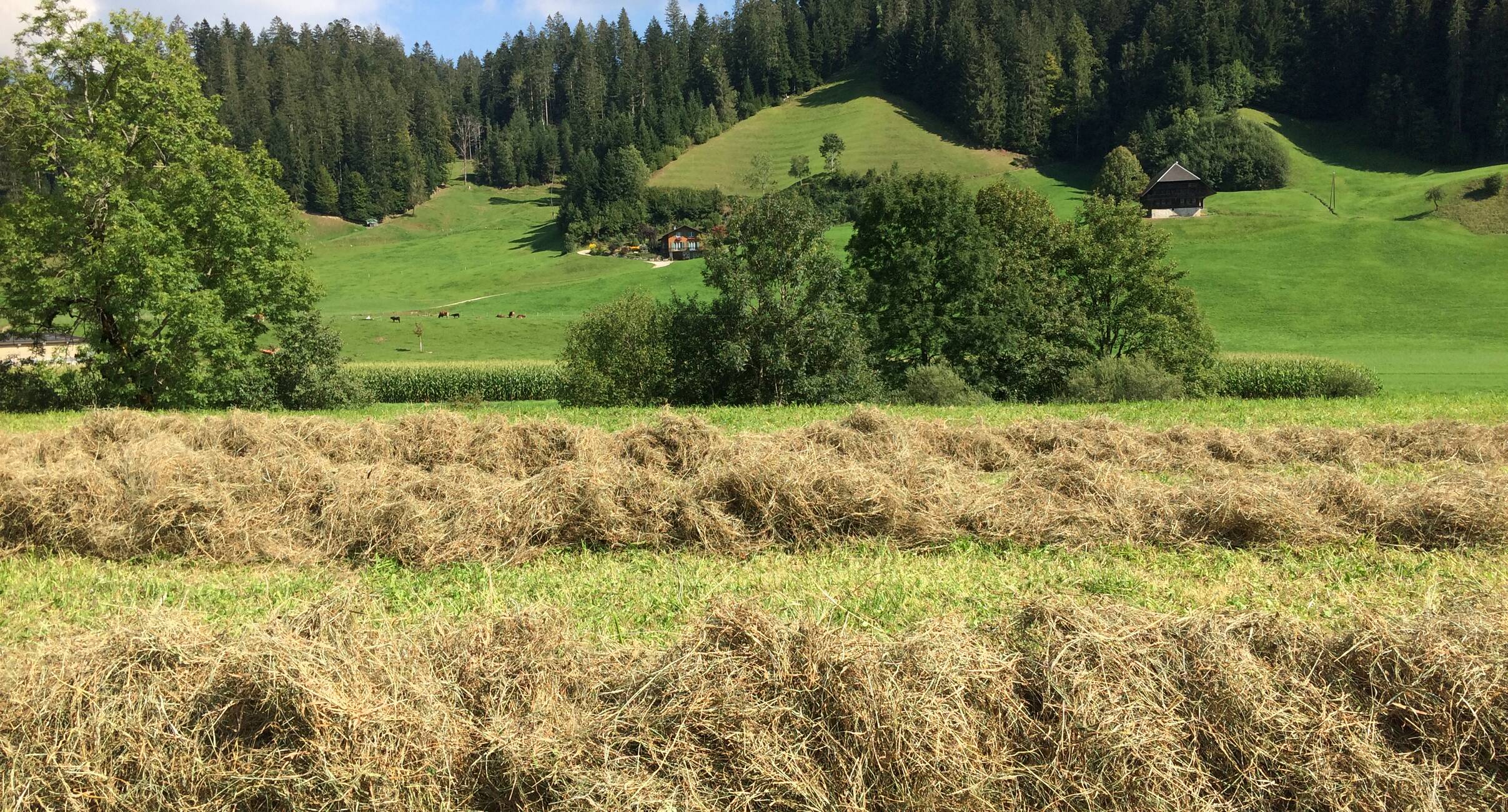 Bern, Emmental, Trub | Caritas-Bergeinsatz